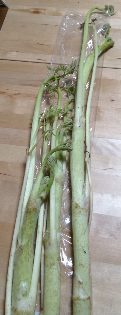Japanese Spring Vegetable – Udo – Food Sake Tokyo