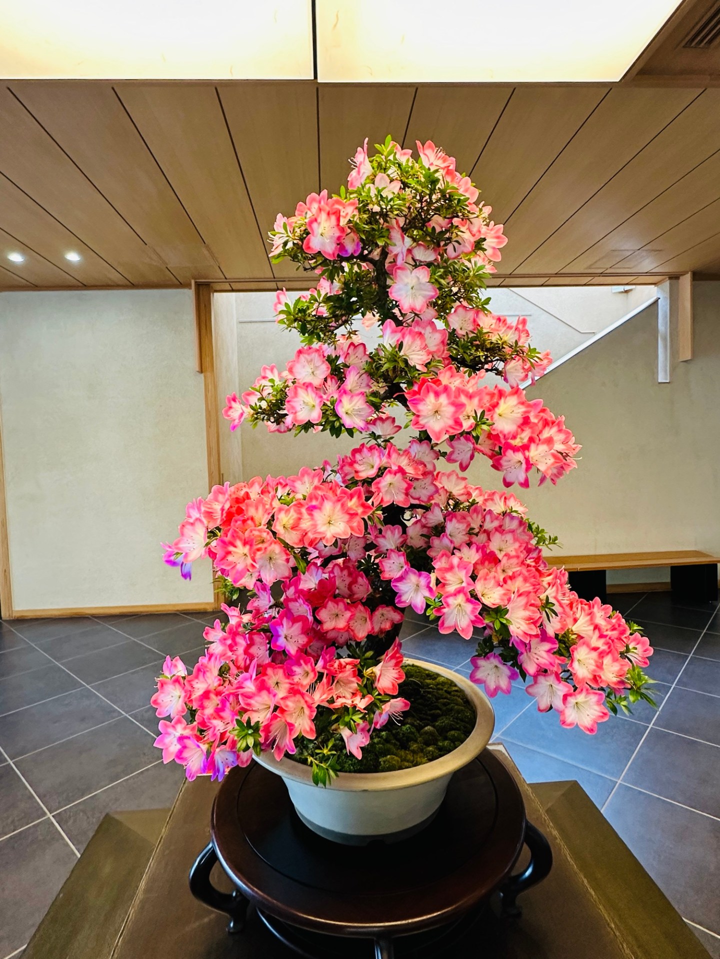 Omiya Bonsai Art Museum – Food Sake Tokyo